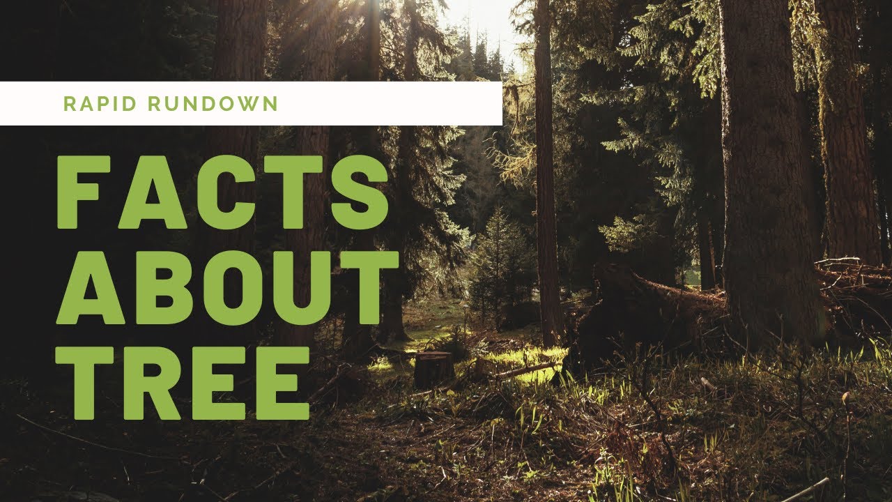 FACTS ABOUT TREE | Interesting facts about tree | Top facts about tree ...
