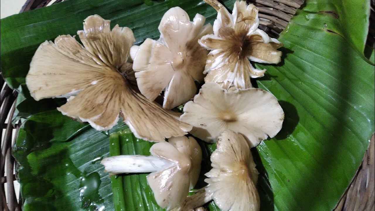 PRANK MY SISTER #backyard #MUSHROOM #HUNTING #survival #UHONG # ...