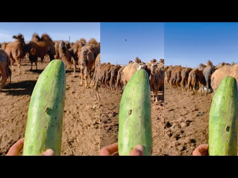 The Great Cucumber Caper: A Camel's Desert Deligh |#animals #camel # ...