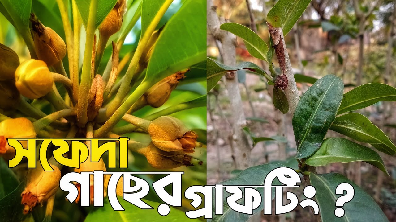 সফেদা গাছের গ্রাফটিং কিভাবে করা হয় | How grafting of sapeda tree is ...