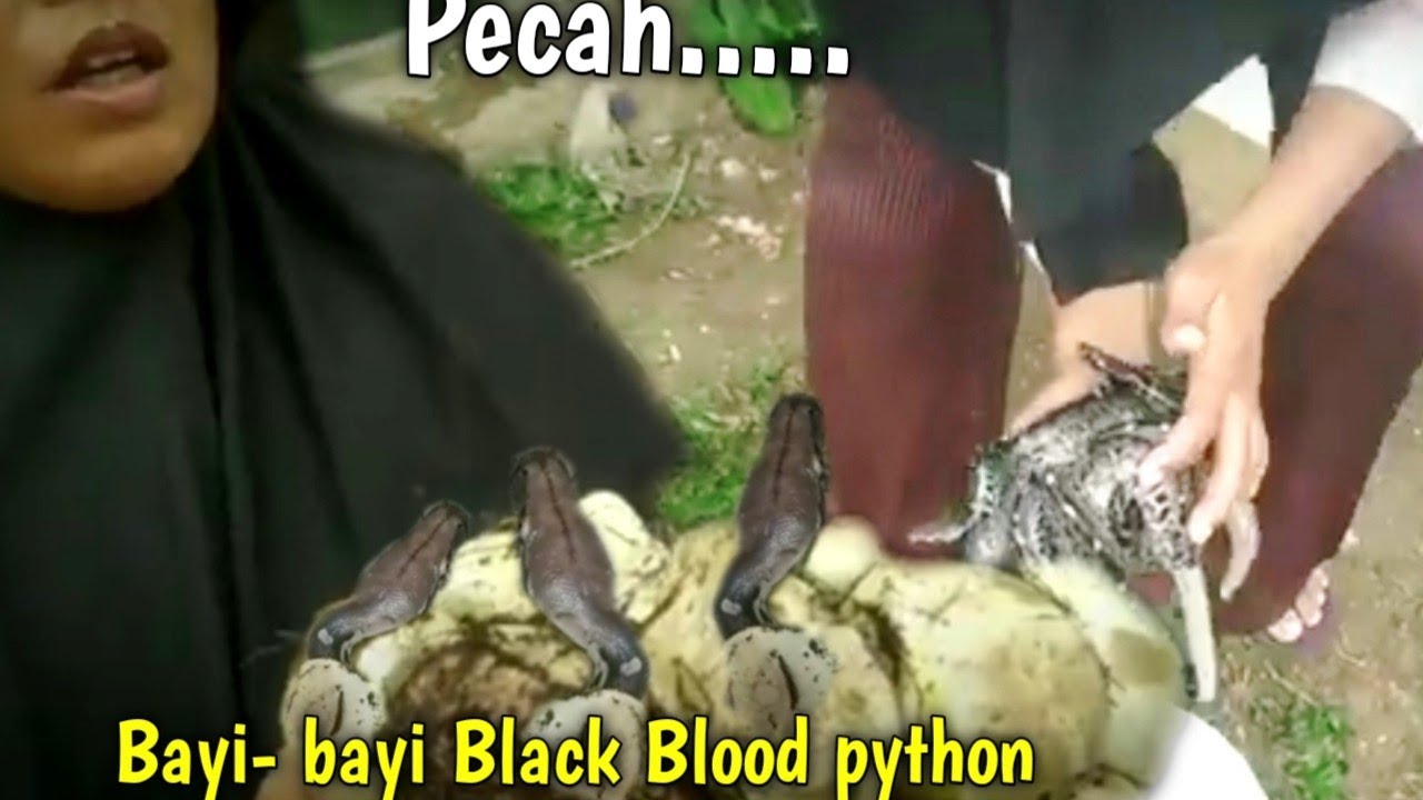 Akhirnyaa...!! telur ular dipong menetas || dipong black keluar dari telur #blood python - YouTube