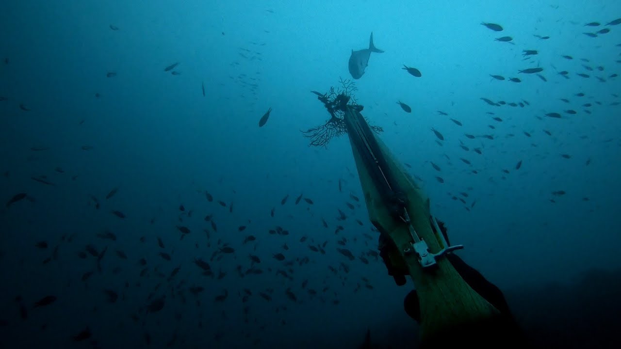 chasse sous marine , Prospear Spearfishing , seriole , amberjack ...