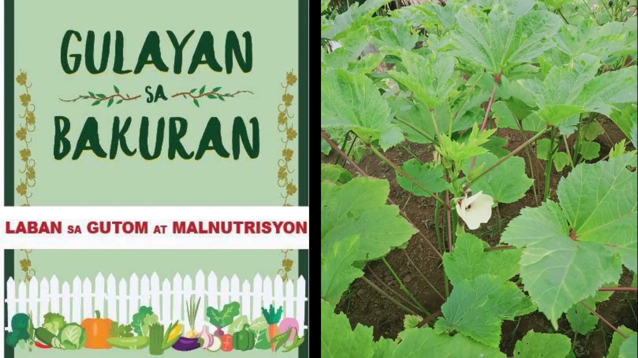 🔴 Gulayan sa Bakuran Project- Family sustainable food supply and make ...