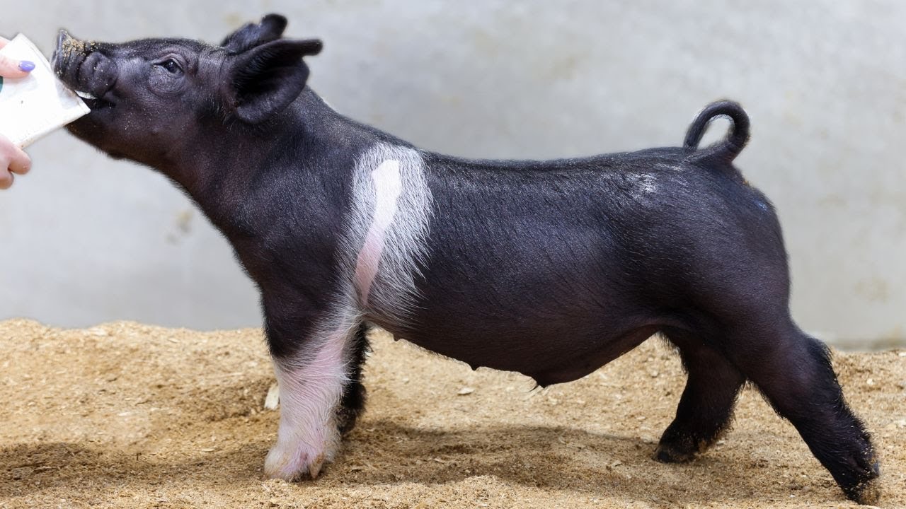 Lot 1 | 14-3 Crossbred Boar - YouTube
