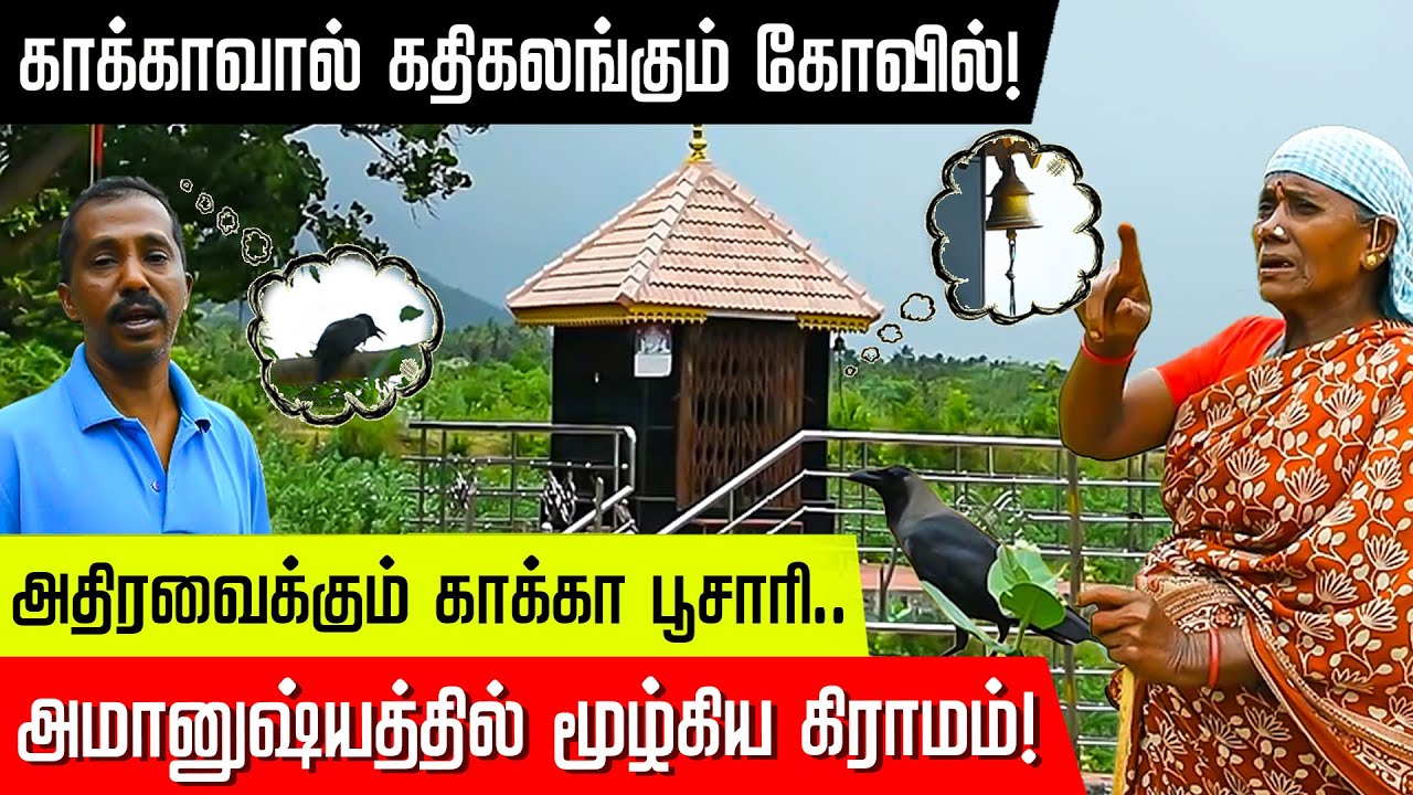 நேரத்துக்கு கேட்கும் மணியோசை.. காக்காவால் கதிகலங்கும் கோவில் ...