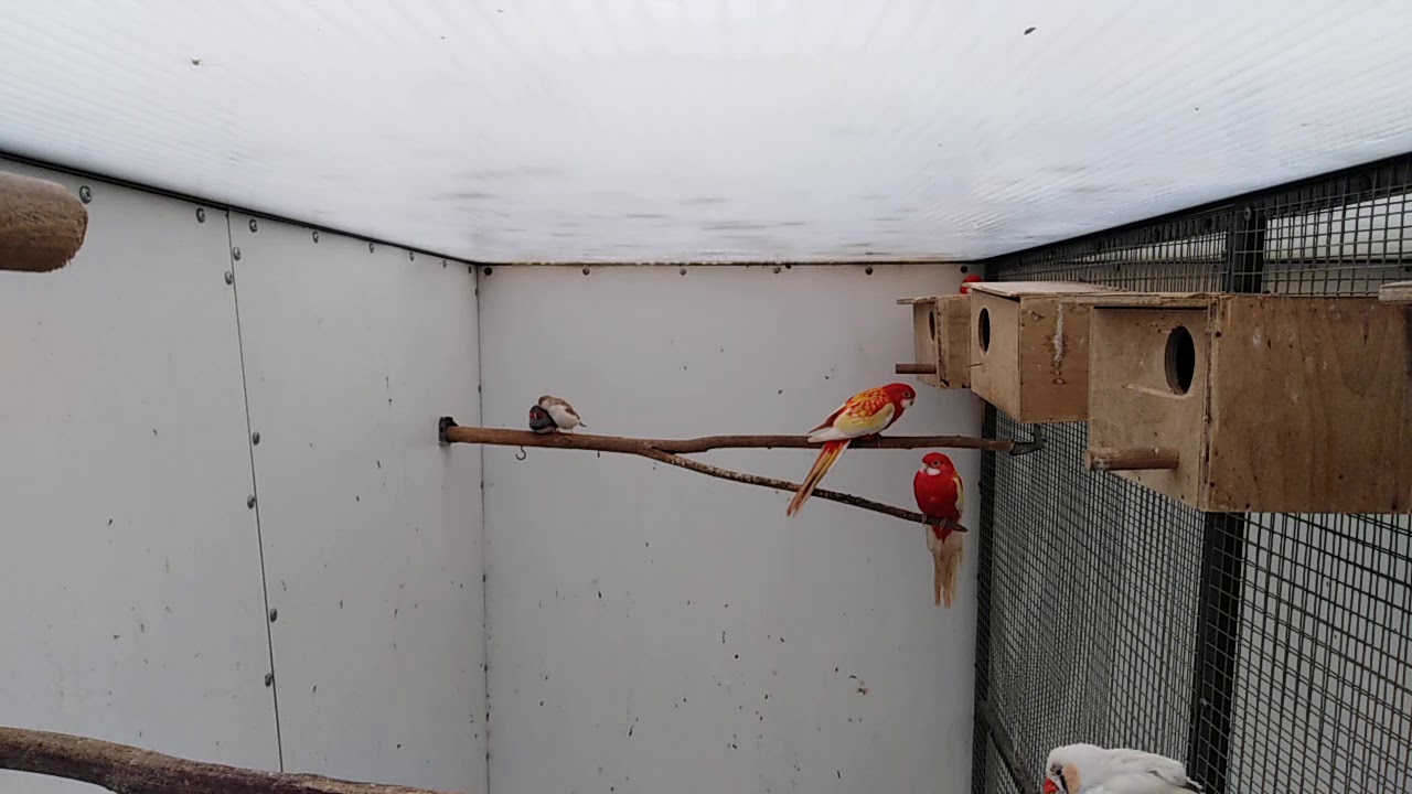 Rosella rubino - YouTube