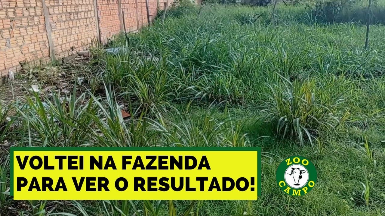 O melhor jeito que descobri para implantar o capim elefante BRS capiaçu ...