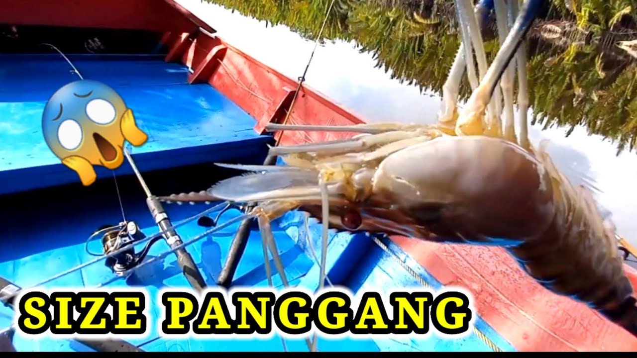 MONSTER SUNGAI AMAZON KALIMANTAN | MANCING UDANG GALAH - YouTube