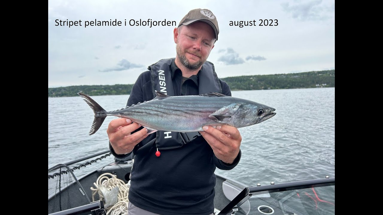 Stripet pelamide (bonito) i Bunnefjorden 06.08.23 - YouTube
