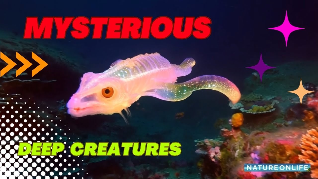 Discovering Strange Deep Creatures - YouTube