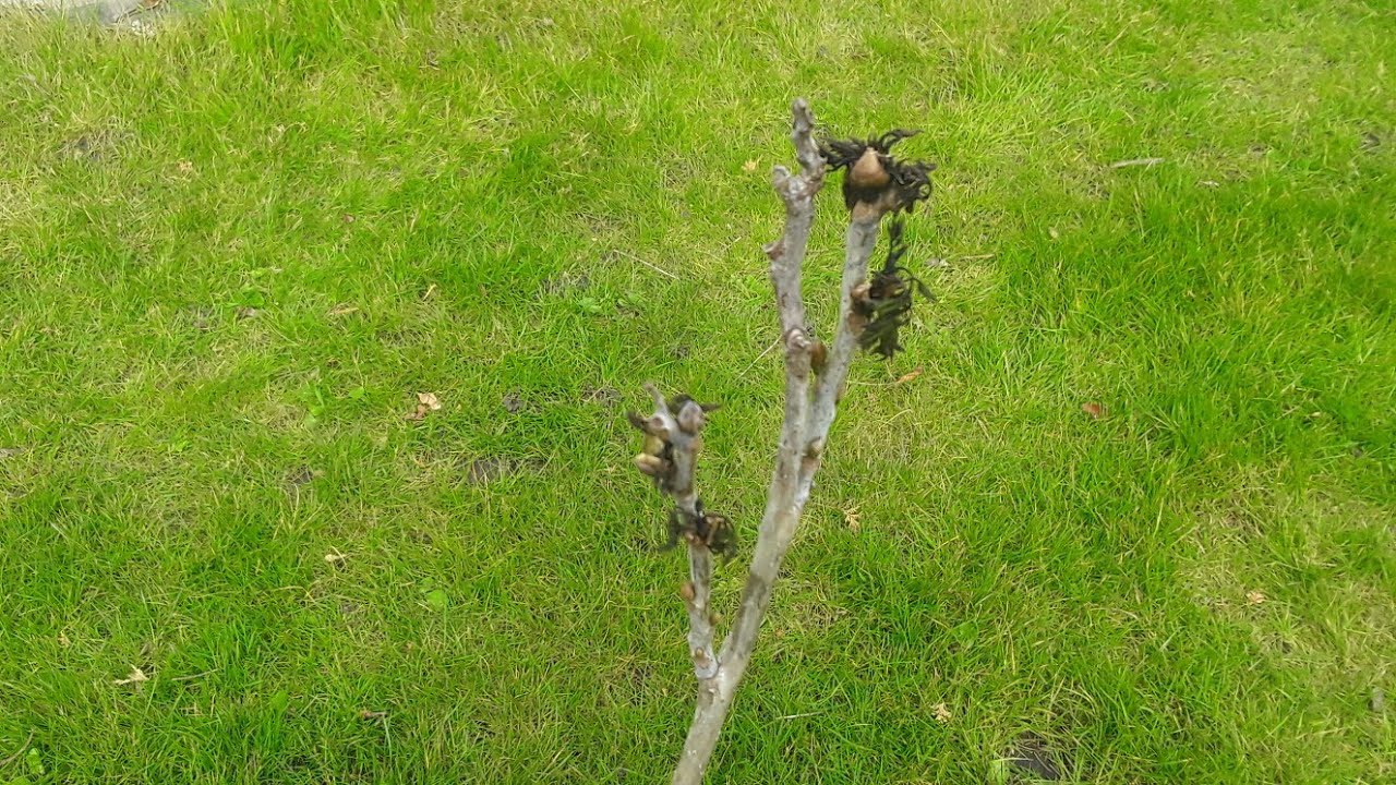Blue sausage tree, Decaisnea Fargesii, frost damage and subsequent ...