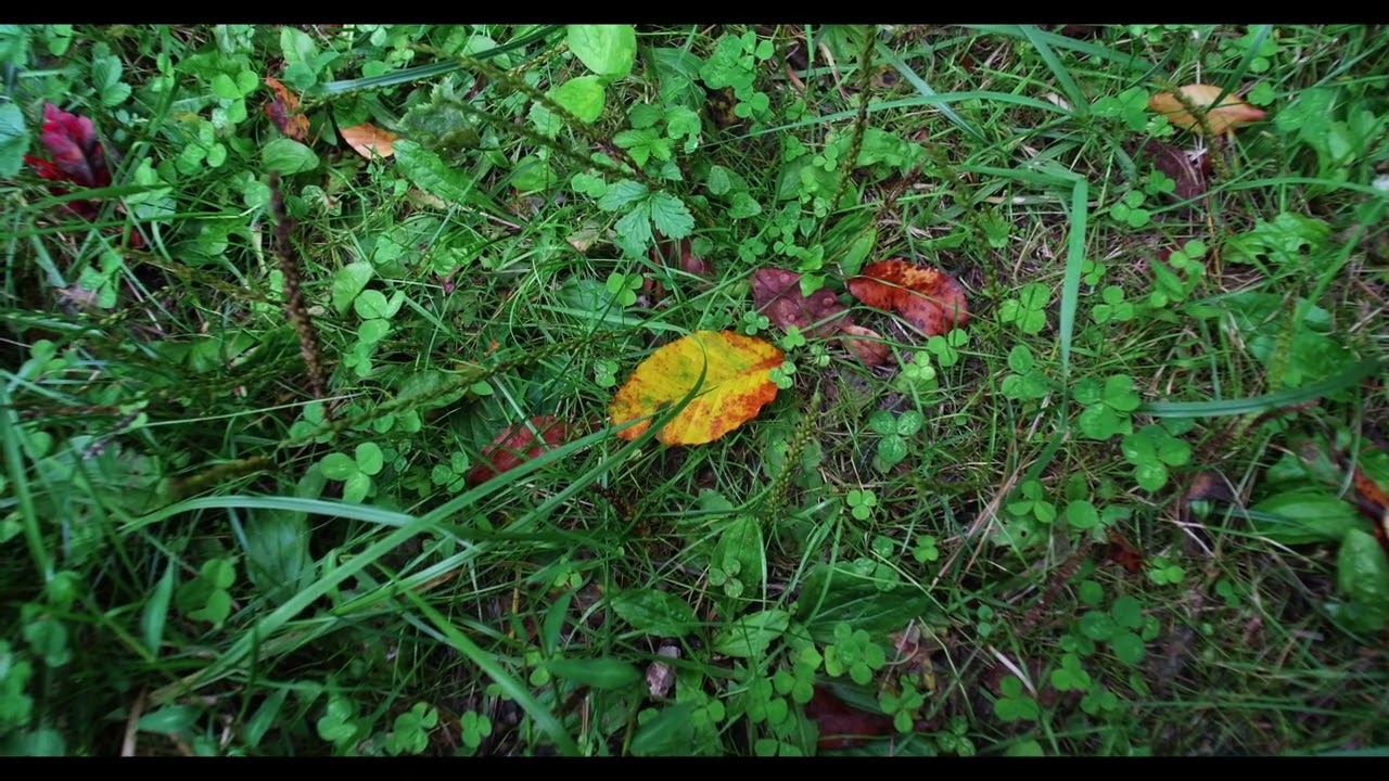 BRIGHTIN STAR 12mm Ultra Wide Angle Lens - TEST 2 - YouTube