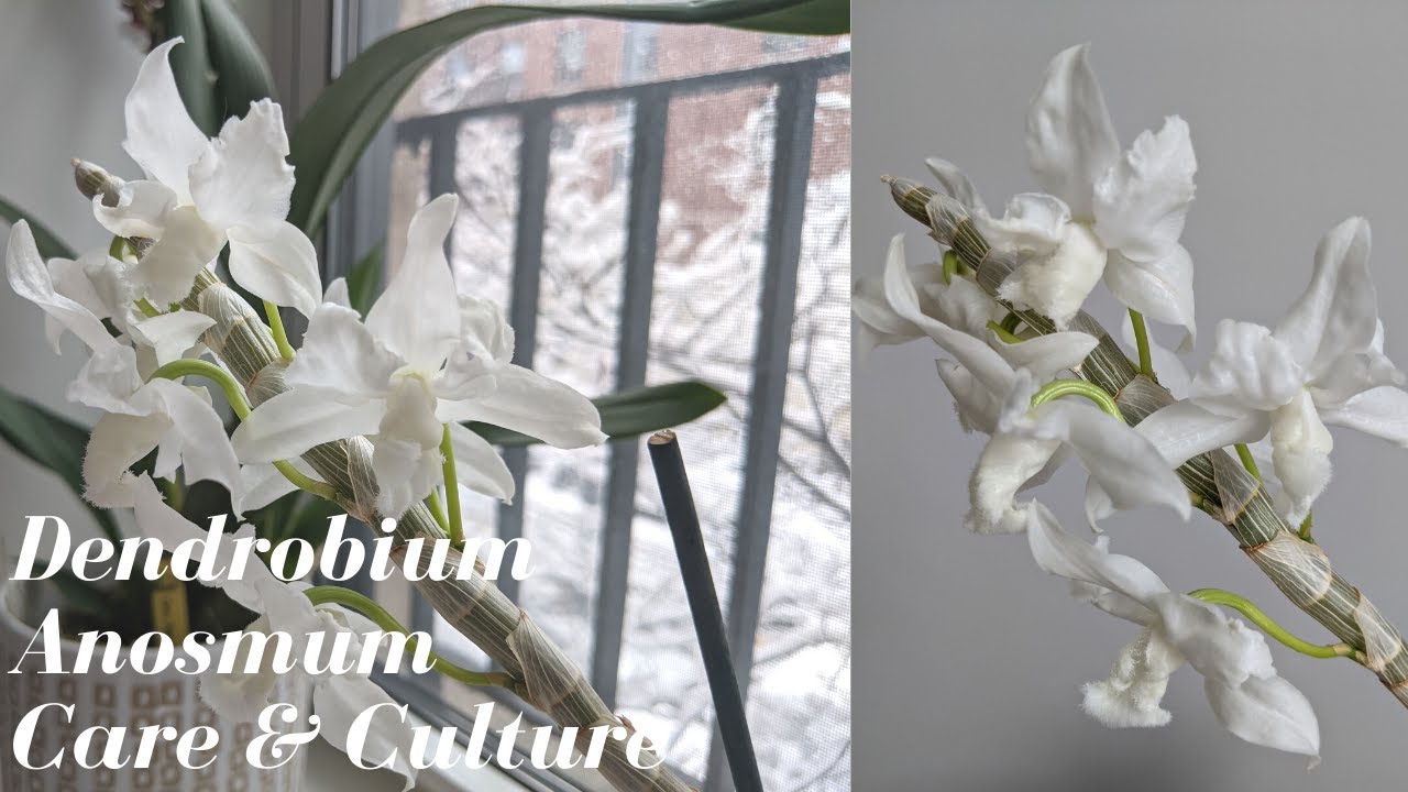 Dendrobium Anosmum Alba Care & Culture | Growing Deciduous Orchids ...