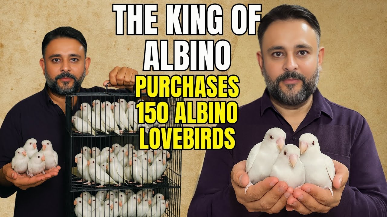 The King of Albino | 150 Albino Lovebirds Collecting for Breeding Setup ...