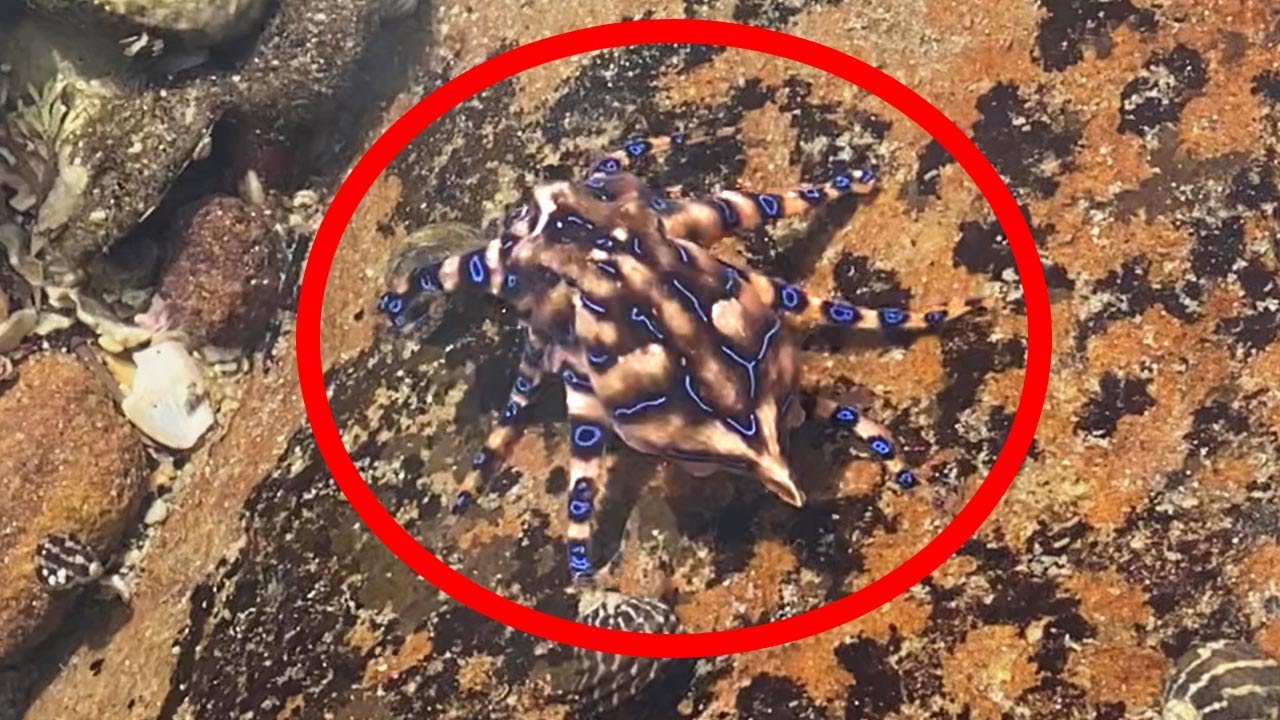 Blue Ringed Octopus Found In Rock Pool - YouTube