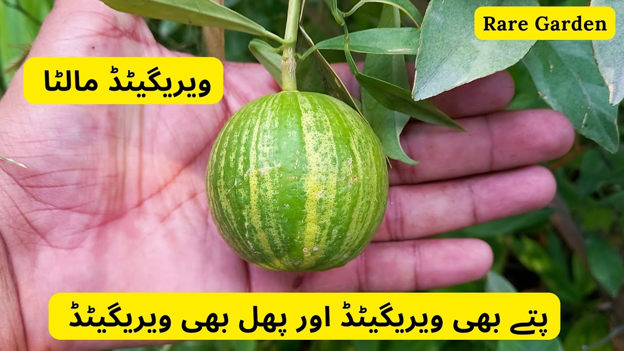 Variegated Orange Plant Producing Fruit | Rare Garden - YouTube