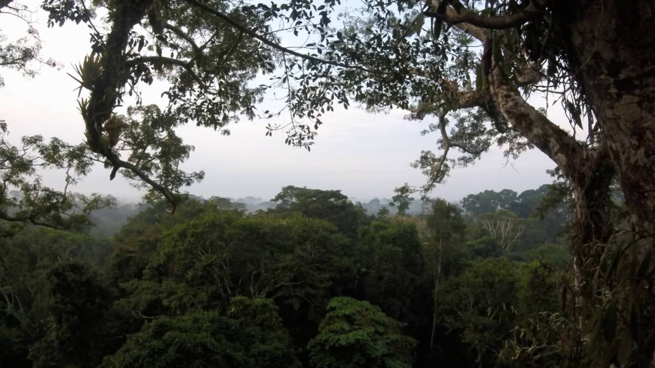 Canopy Sunrise Timelapse - Tiputini Biodiversity Station, Ecuador - YouTube
