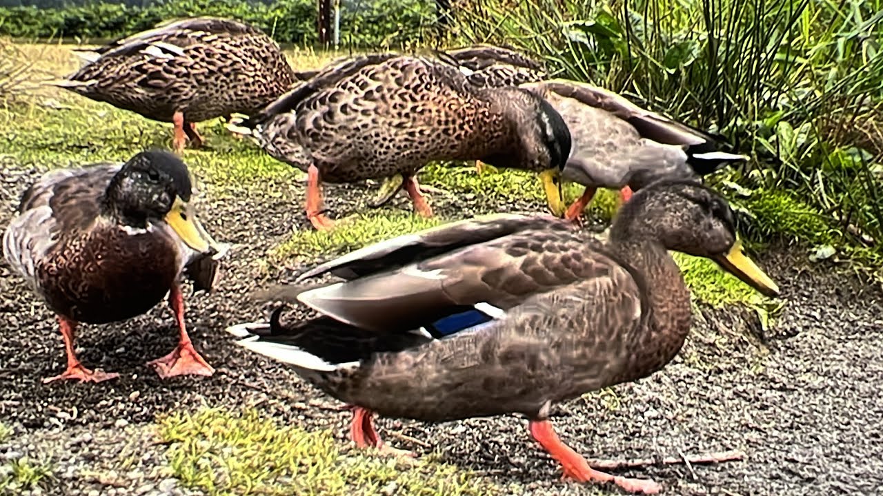 Duck Quack Sound Effect with Birds Chirping for Relaxation - YouTube