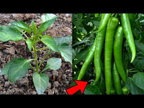 Biberlerin Yanına Bu Bitkileri Ekin Veriminiz %50 Artacak Üzüm Gibi Biberler Olacak🌶Biberin Kardeşi