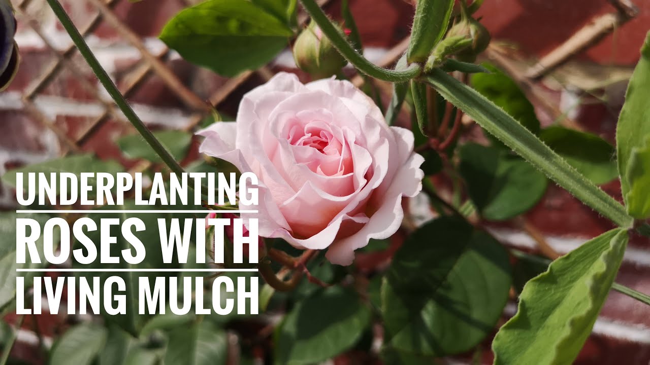 Underplanting Roses in pots, moisture retention, living mulch - YouTube