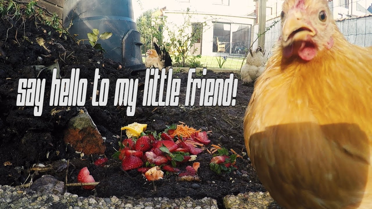 GoPro: Say Hello To Our Little Friends (Meet Our Chickens) - YouTube