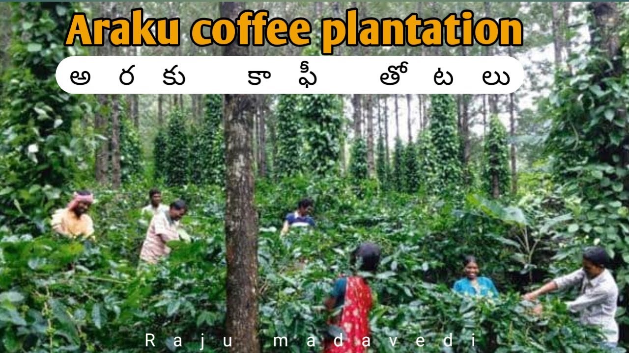 sunkari metta church ⛪️ ||Araku coffee ☕️ plantation||Raju Madavedi ...