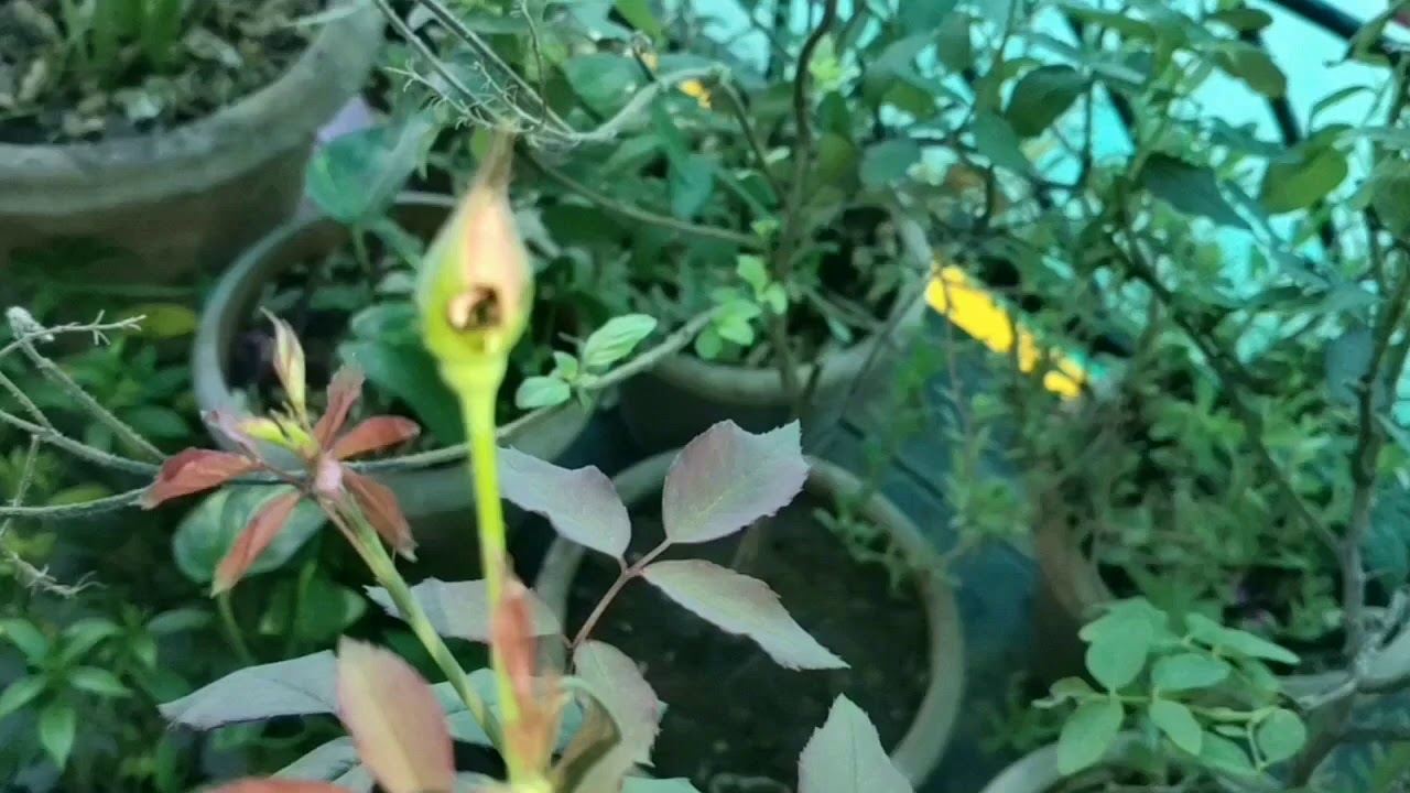 Rose Attack - YouTube