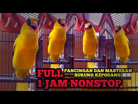 FULL 1 JAM NONSTOP Kicauan Burung Kepodang Emas Gacor Cocok Buat ...