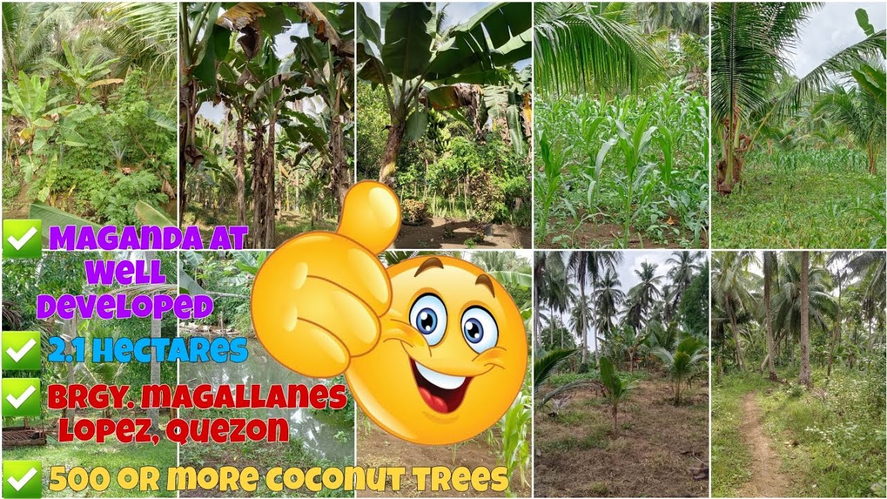 #16A-247 brgy. Magallanes| 2.1 hectares| well developed| Madaming Fruit ...