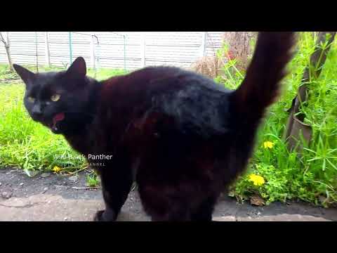 Katrine: Wild Black Panter - Go poop in my beautiful garden...