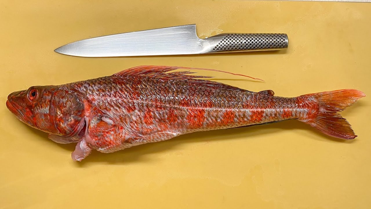 Filleting Sergeant Baker aka Dragon Snapper - YouTube