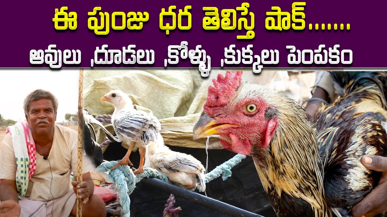 Colour Chicken Babys | ఈ పుంజు ధర తెలిస్తే షాక్ | Hen Forming In ...