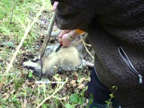 Irish badger released from cruel Dept of Agriculture snare - YouTube