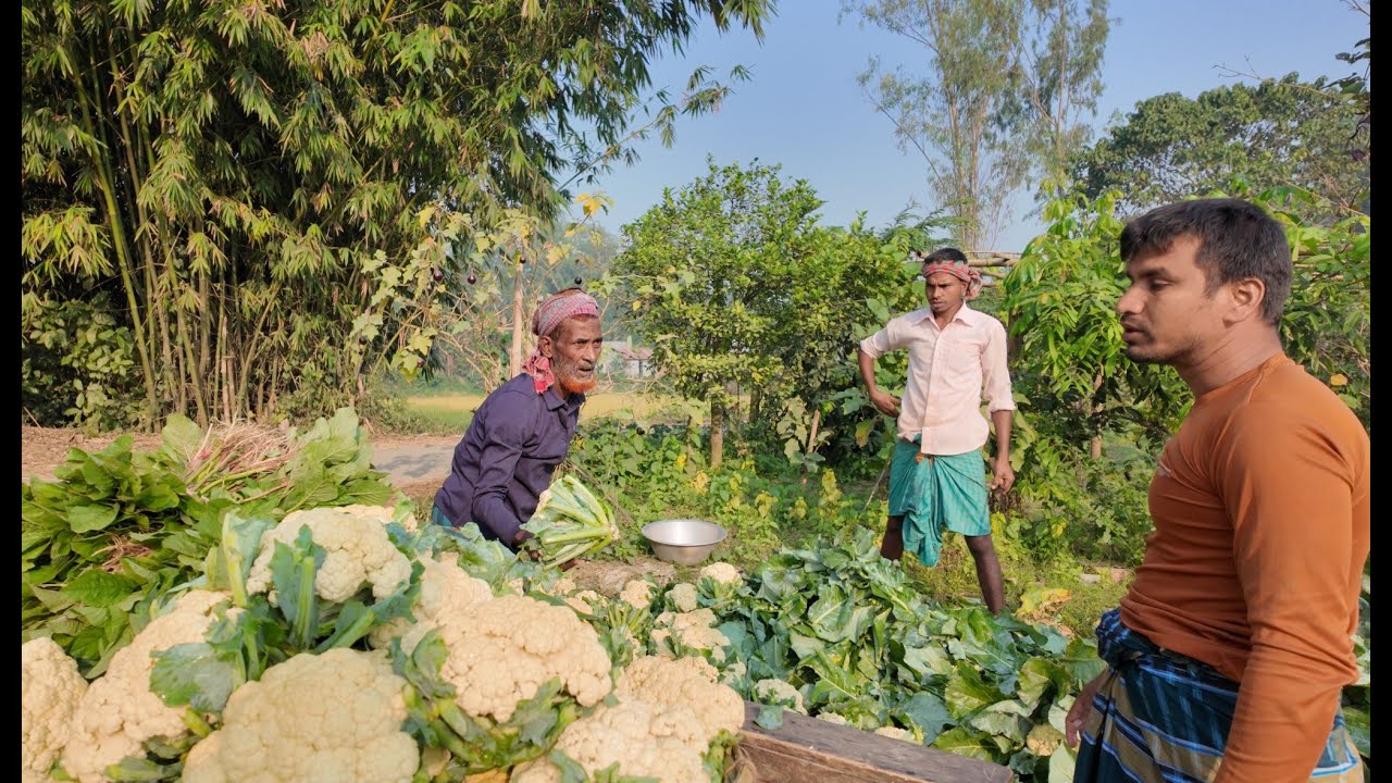 কত টাকার ফুলকপি বিক্রি করলাম | Doyel Agro - YouTube