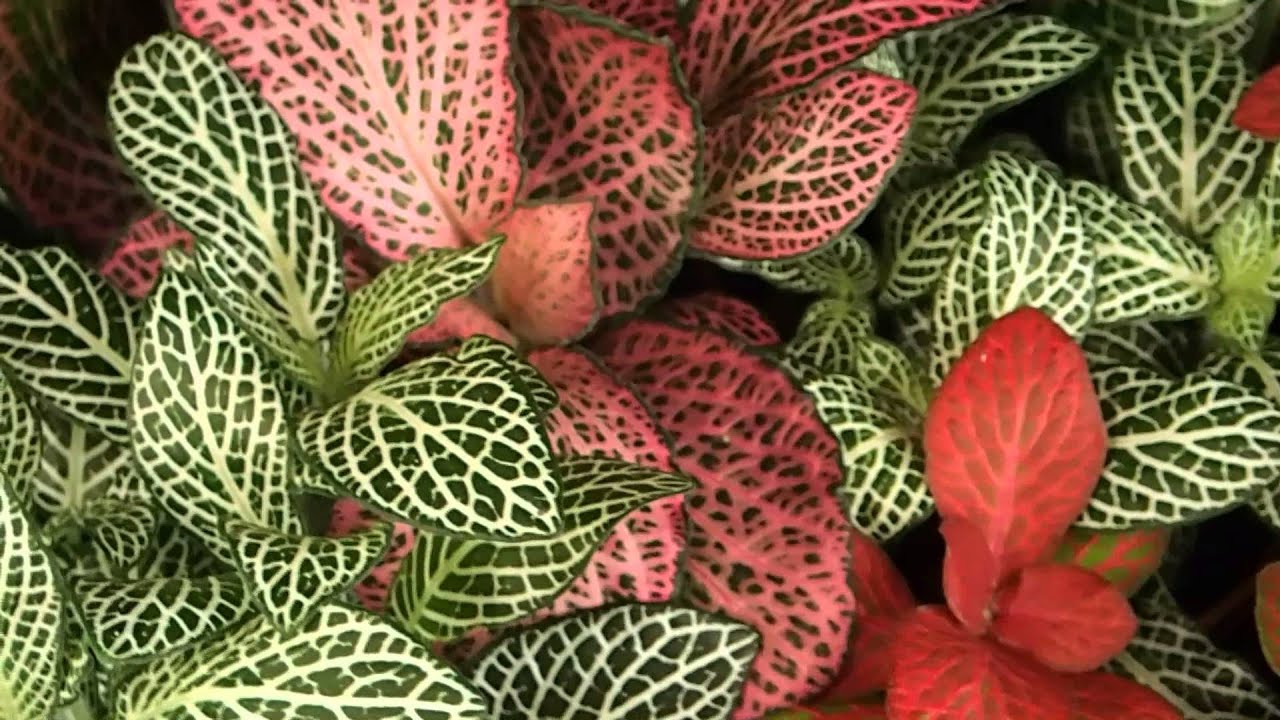 Fittonia mix - YouTube