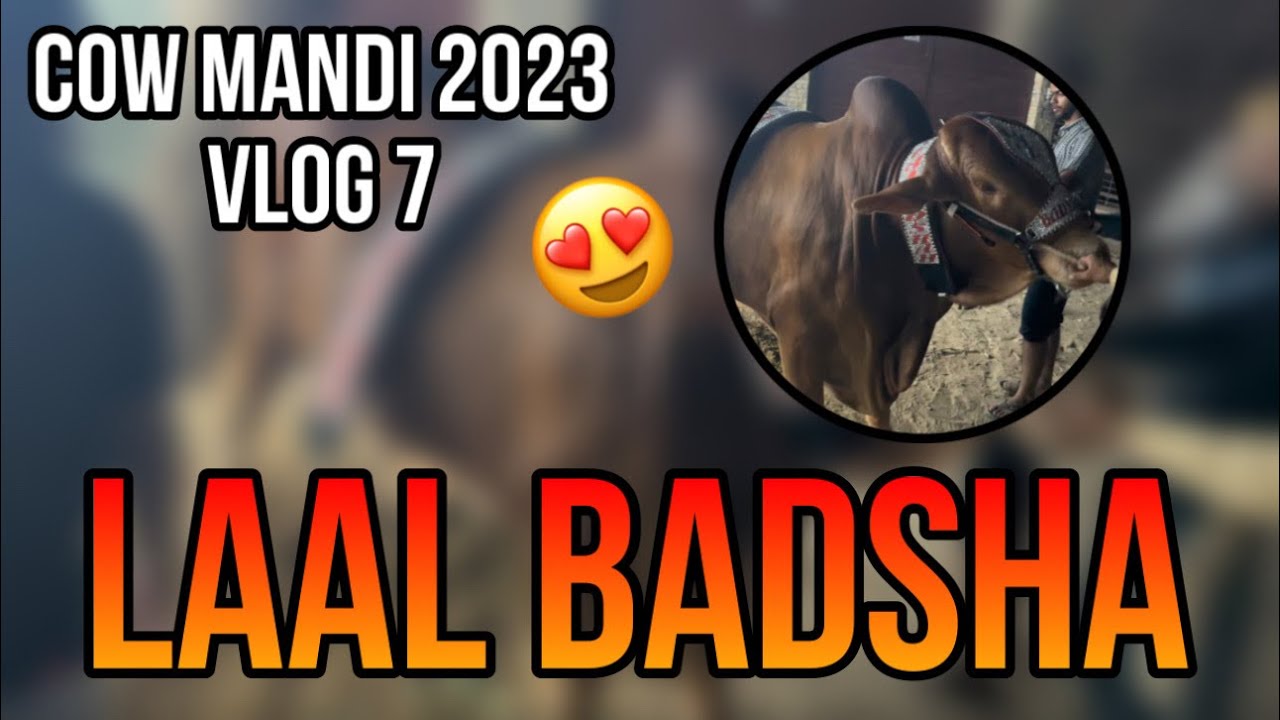 Laal Badshah Ko Saja Diya 😎😍| COW MANDI 2023| Bakra Eid 2023| Time With ...