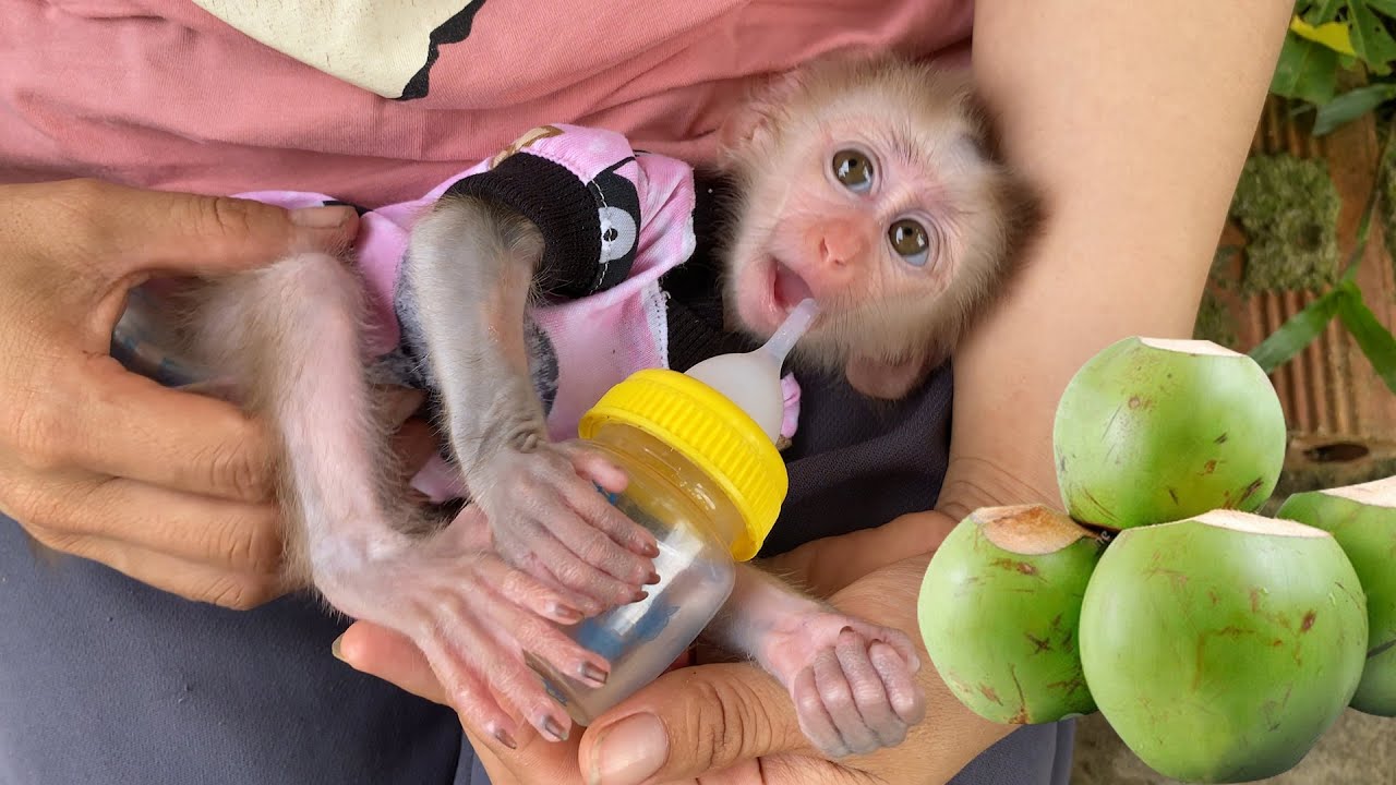 ZIM drinks coconut water and sleeps well | Zim Family - YouTube