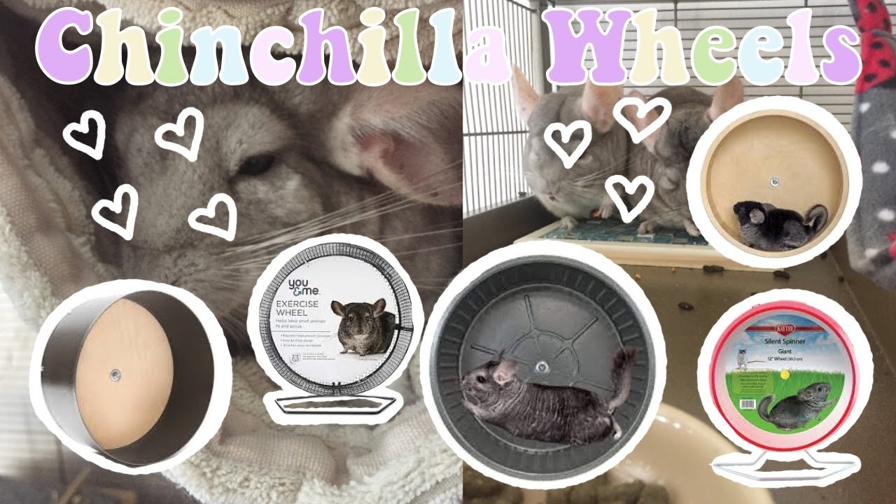 all about chinchilla wheels! - YouTube