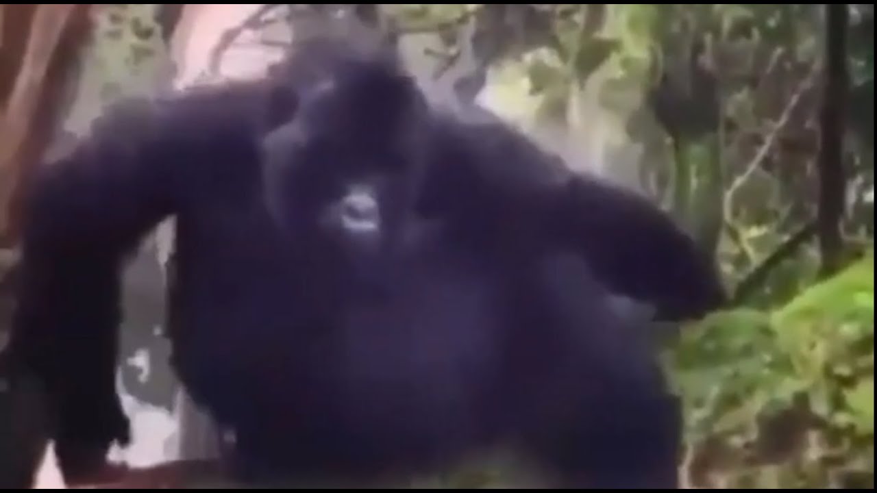 TOP 5 MONKE - YouTube