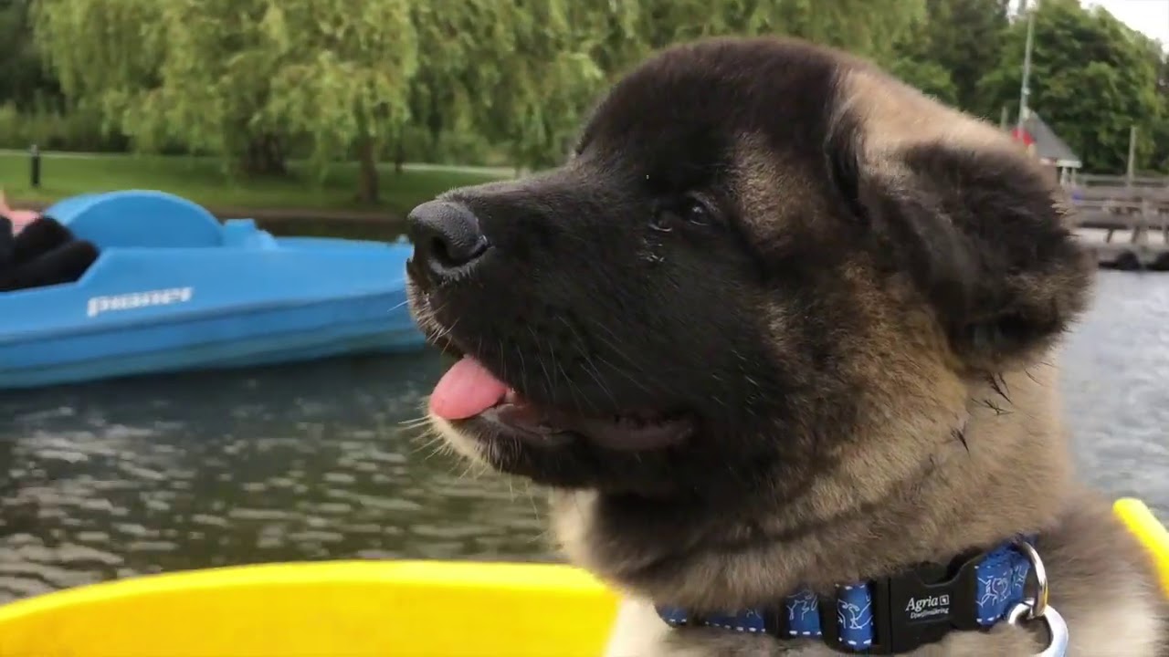 Accio the American akita sees open water for the first time - YouTube