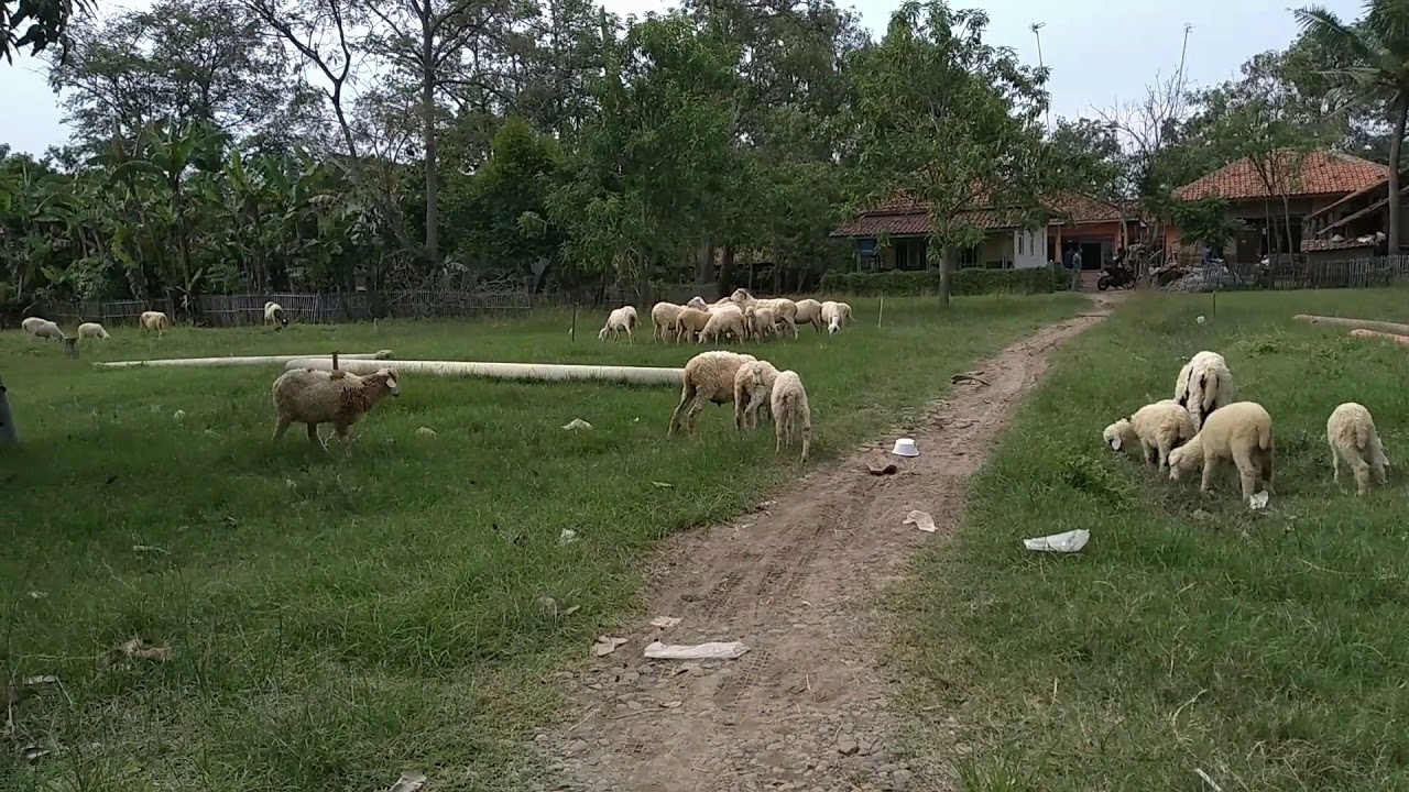 Melihat Domba shaun The Sheep... - YouTube