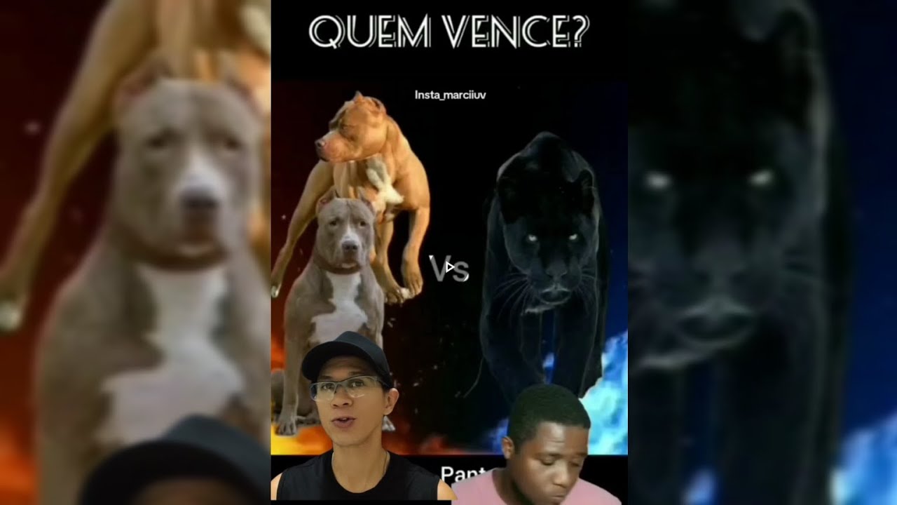 Vídeo resposta: OmvHouse, 2 Pitbull Vs Pantera negra. #cachorro #pet # ...