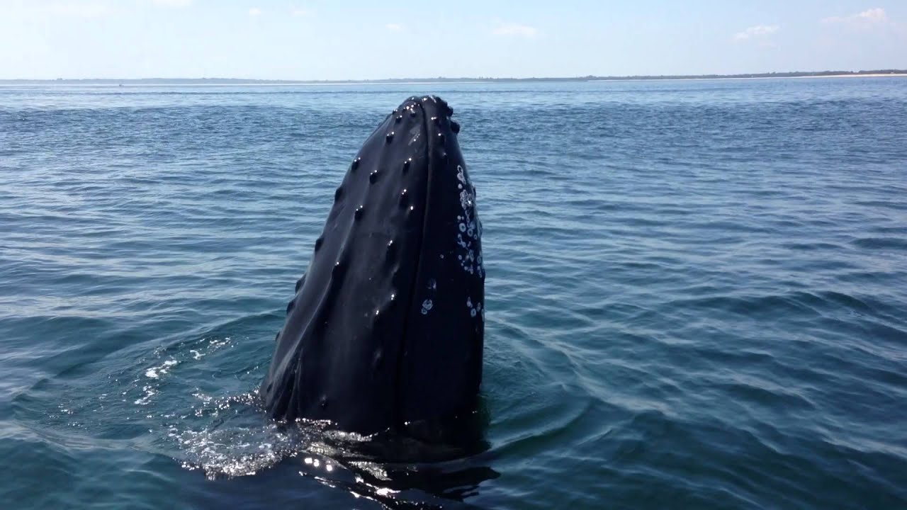 Our Pet Humpback Whale - YouTube