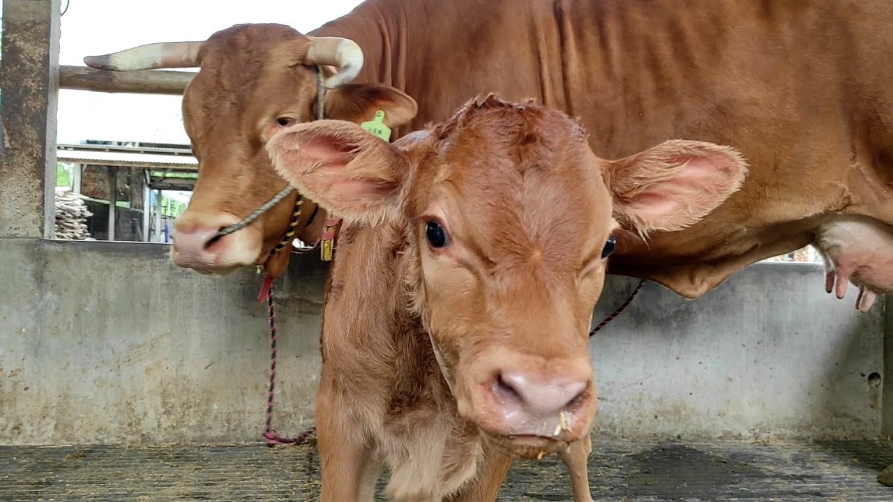 Sapi Kecil Lucu, Pedet Umur 10 hari Si Kenji Anak Kendedes - YouTube