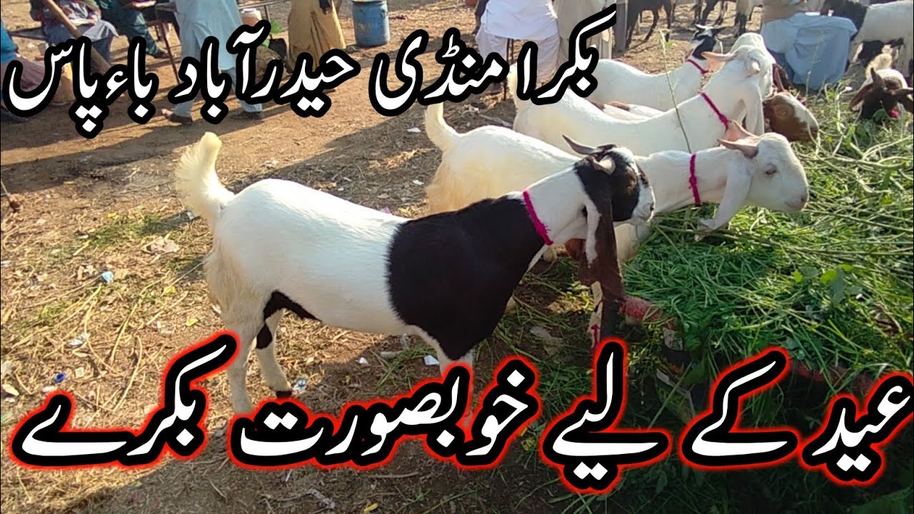 Bakra Mandi Hyderabad: A Must-Know Update for Eid 2024 - YouTube