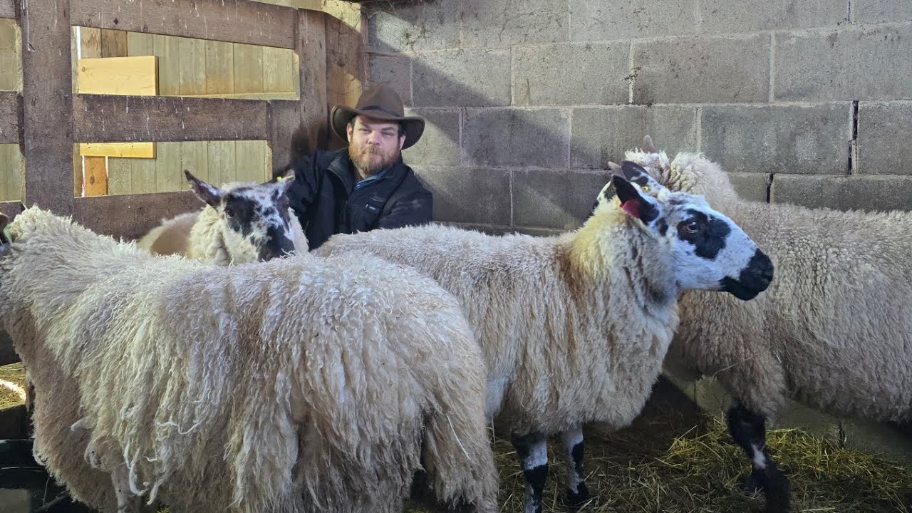New Wooly Faces! - YouTube