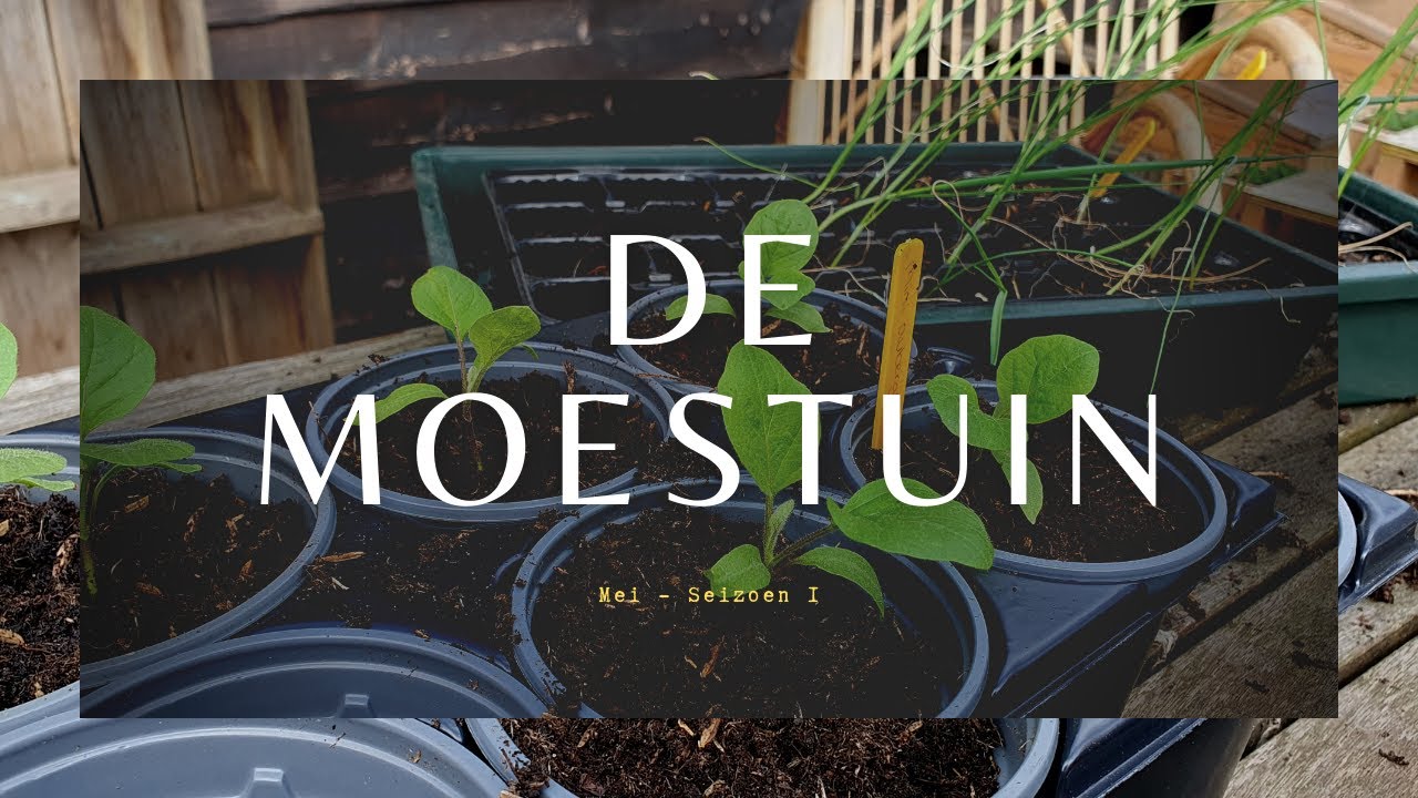 Mei: doperwten bloeien & overwoekerde tuin | De Moestuin s01e05 - YouTube