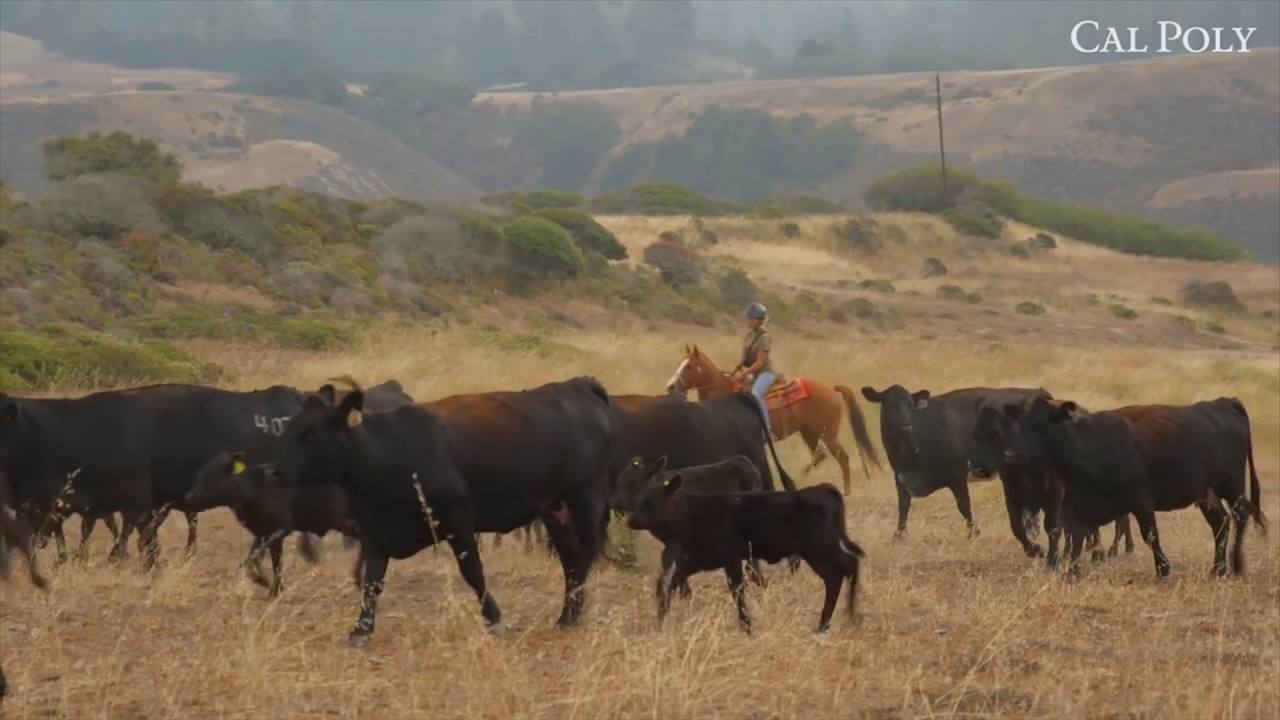 Learn by Doing at Swanton Pacific Ranch - YouTube