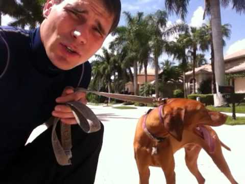 Zen-K9 Teaches dog how to rollerblade - YouTube