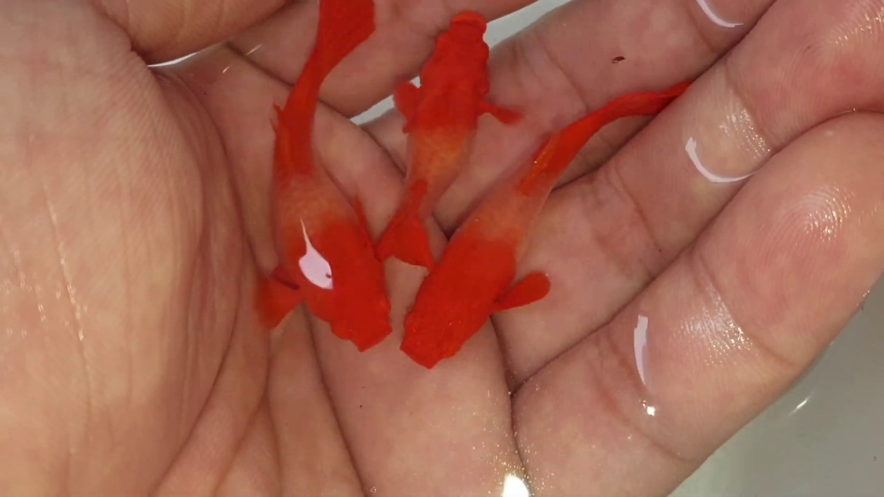 Lên lô cá Koi Red Ear full tai bơi tròn SIÊU ĐẸP - YouTube